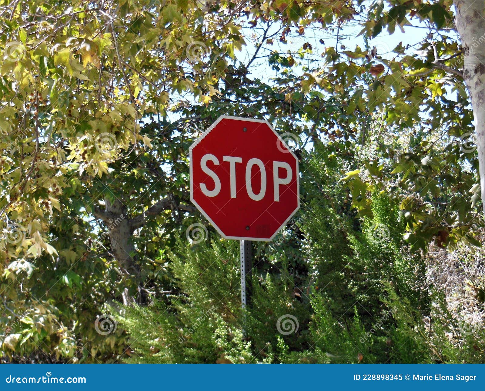 Stop Sign in the Trees stock image. Image of signage - 228898345