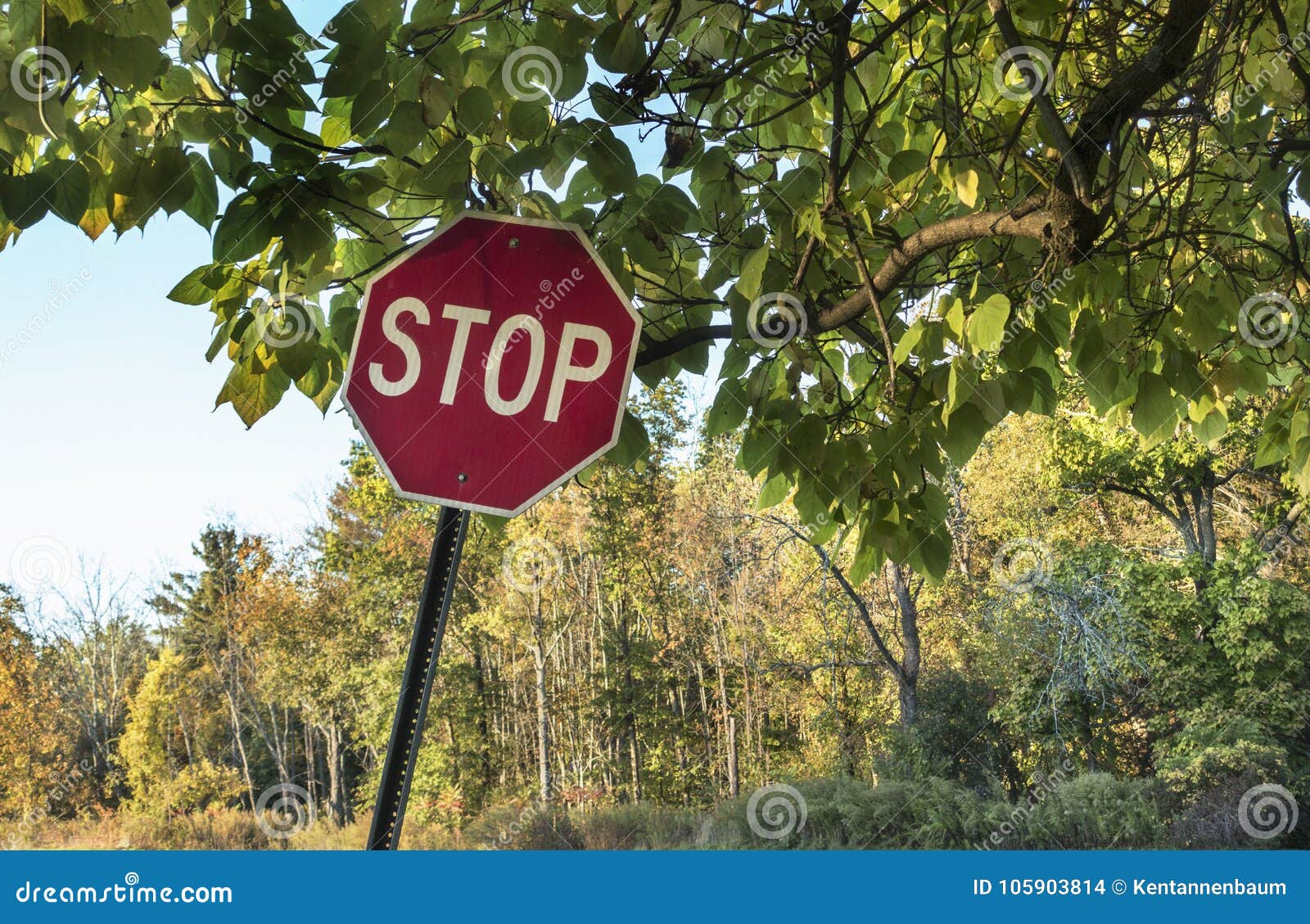 Stop sign under tree limb stock photo. Image of sign - 105903814