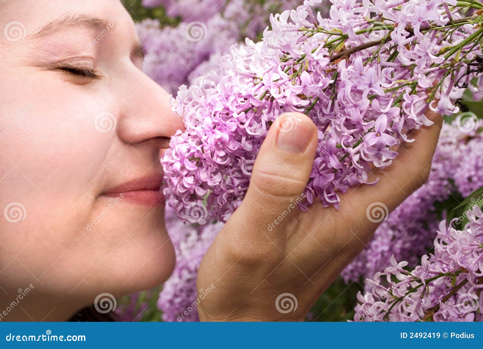 Stop and Smell the Lilacs stock image. Image of beauty - 2492419