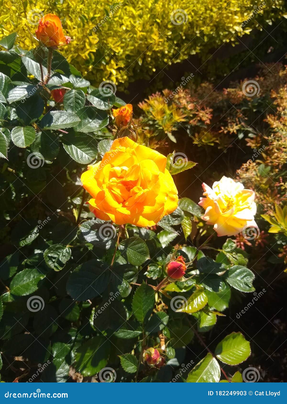 Stop and smell the roses stock image. Image of smell - 182249903