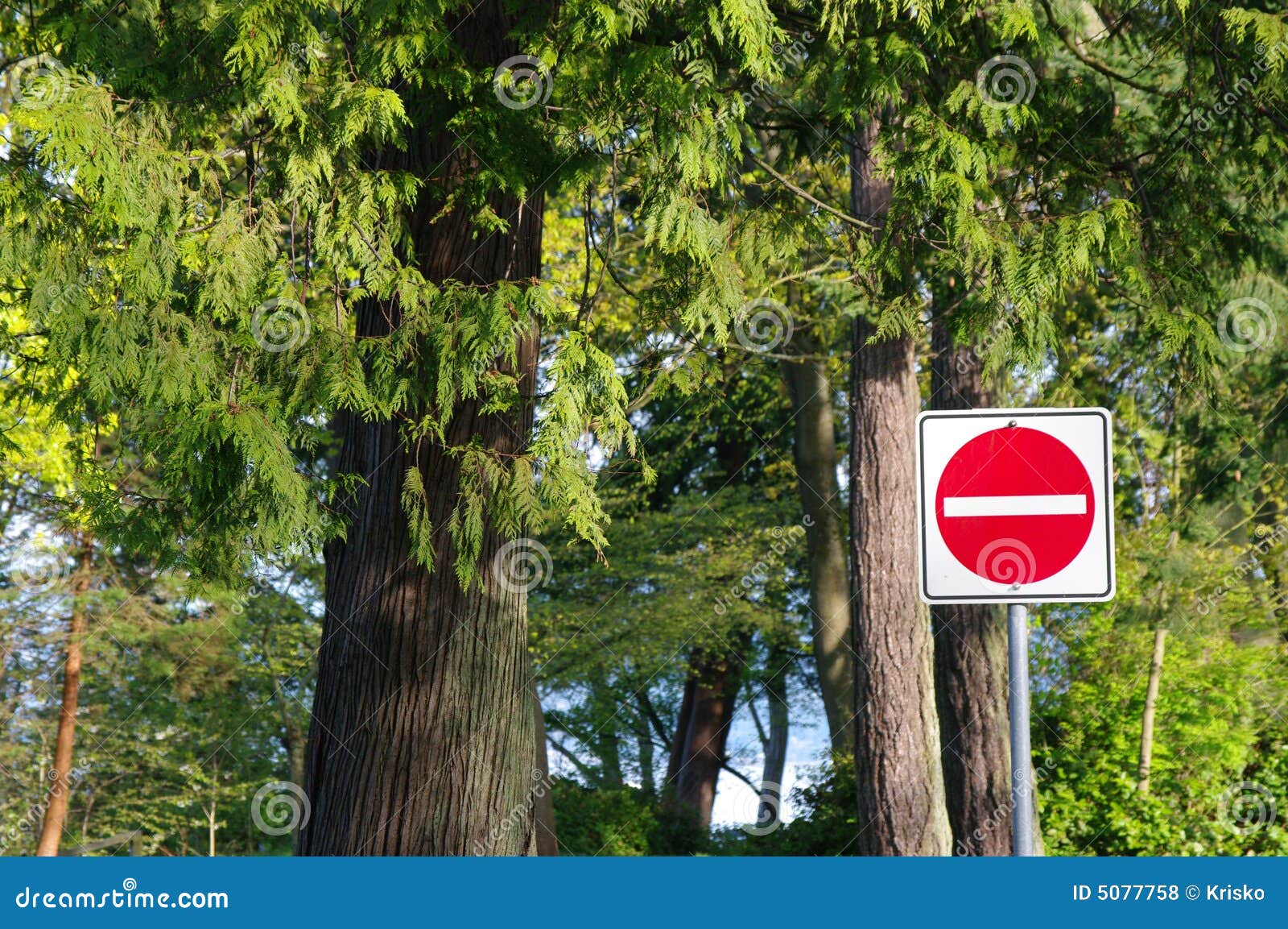 Stop for the trees stock photo. Image of stanley, forest - 5077758