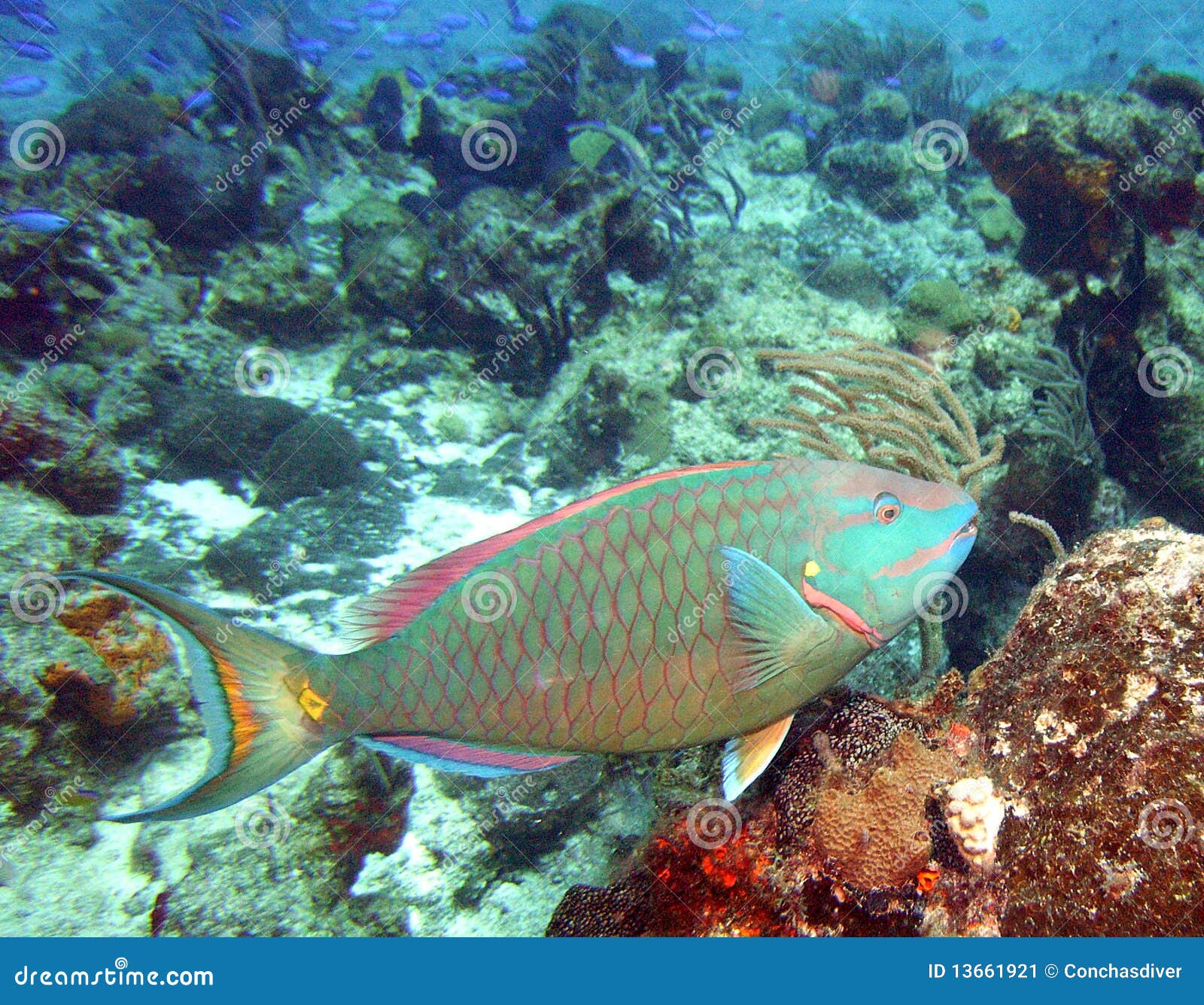 Parrotfish Stock Image | CartoonDealer.com #300595
