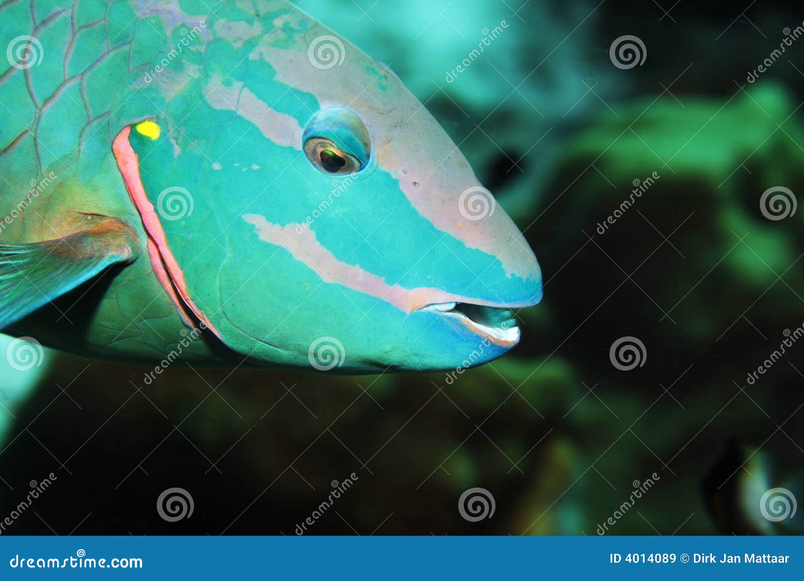 Stoplight Parrotfish stock image. Image of adventure, water - 4014089