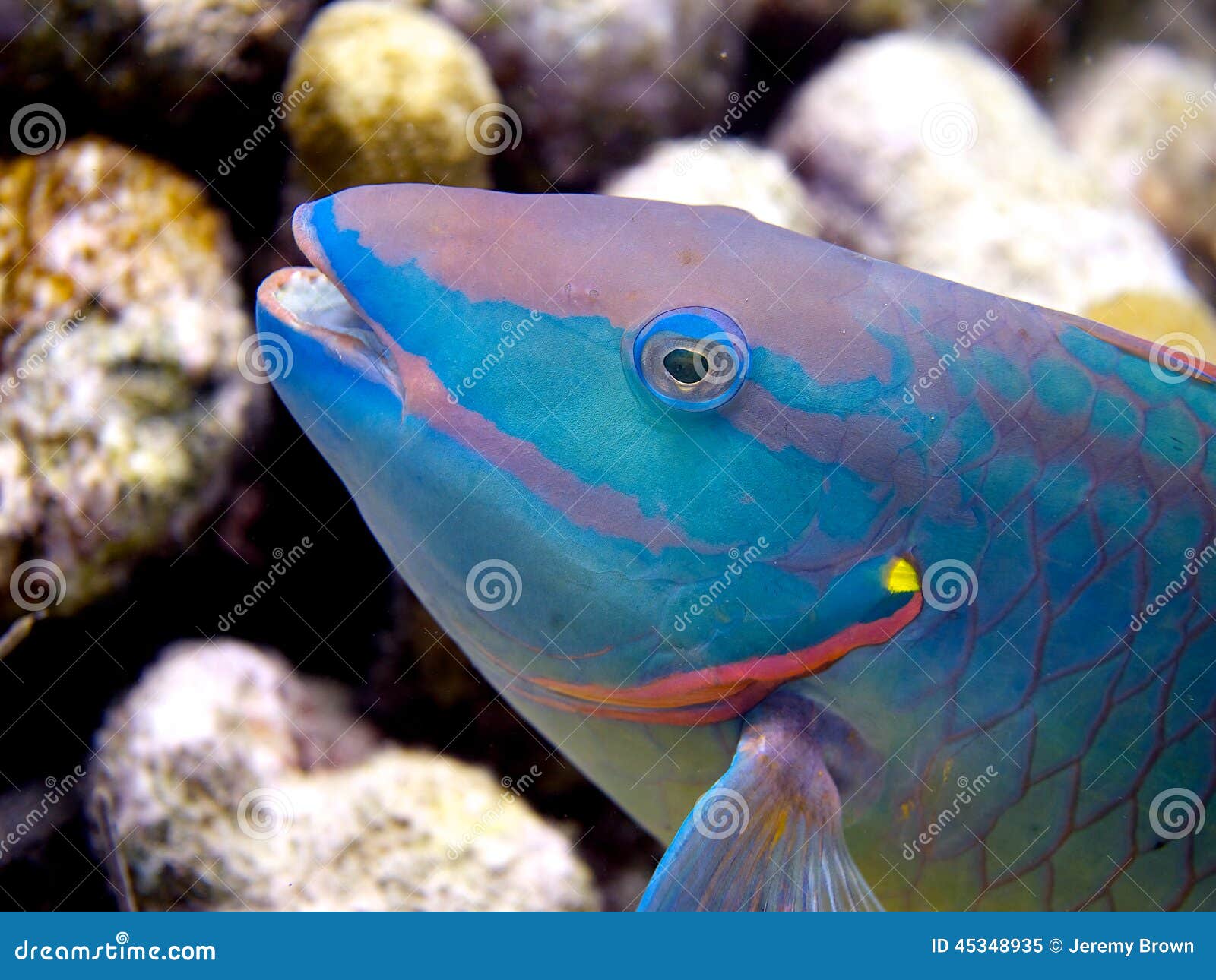 Stoplight Parrotfish 02 stock image. Image of parrotfish - 45348935