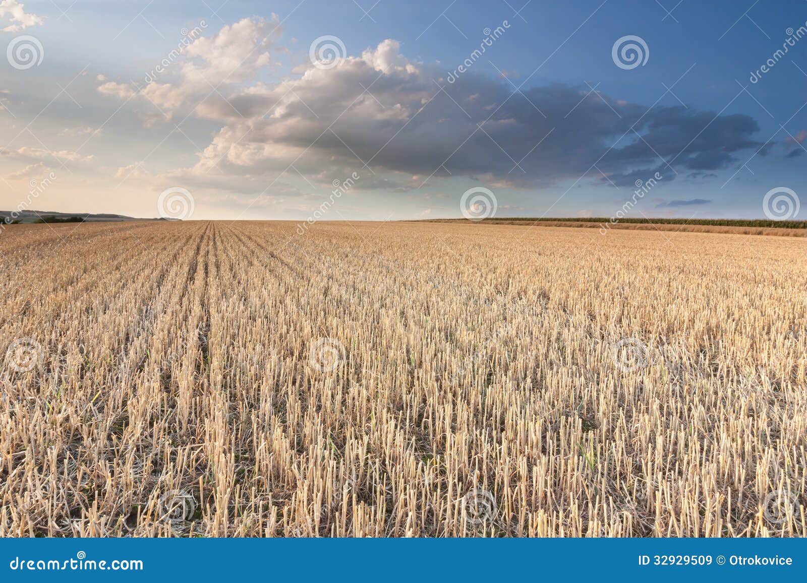 Stoppel stockbild. Bild von landwirtschaft, gras, laub - 32929509