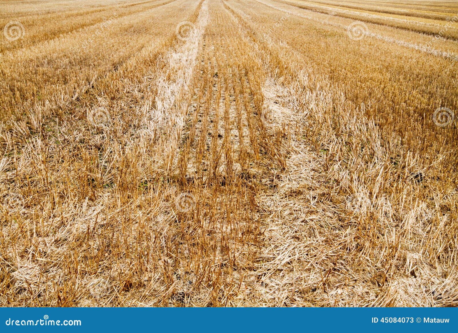 Stoppel des Weizens stockbild. Bild von gelb, ernte, ackerland - 45084073