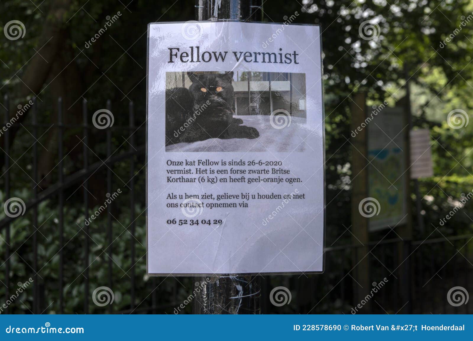 Stopzetting Van Poster Vermist Kat Amsterdam Nederland 172020 ...