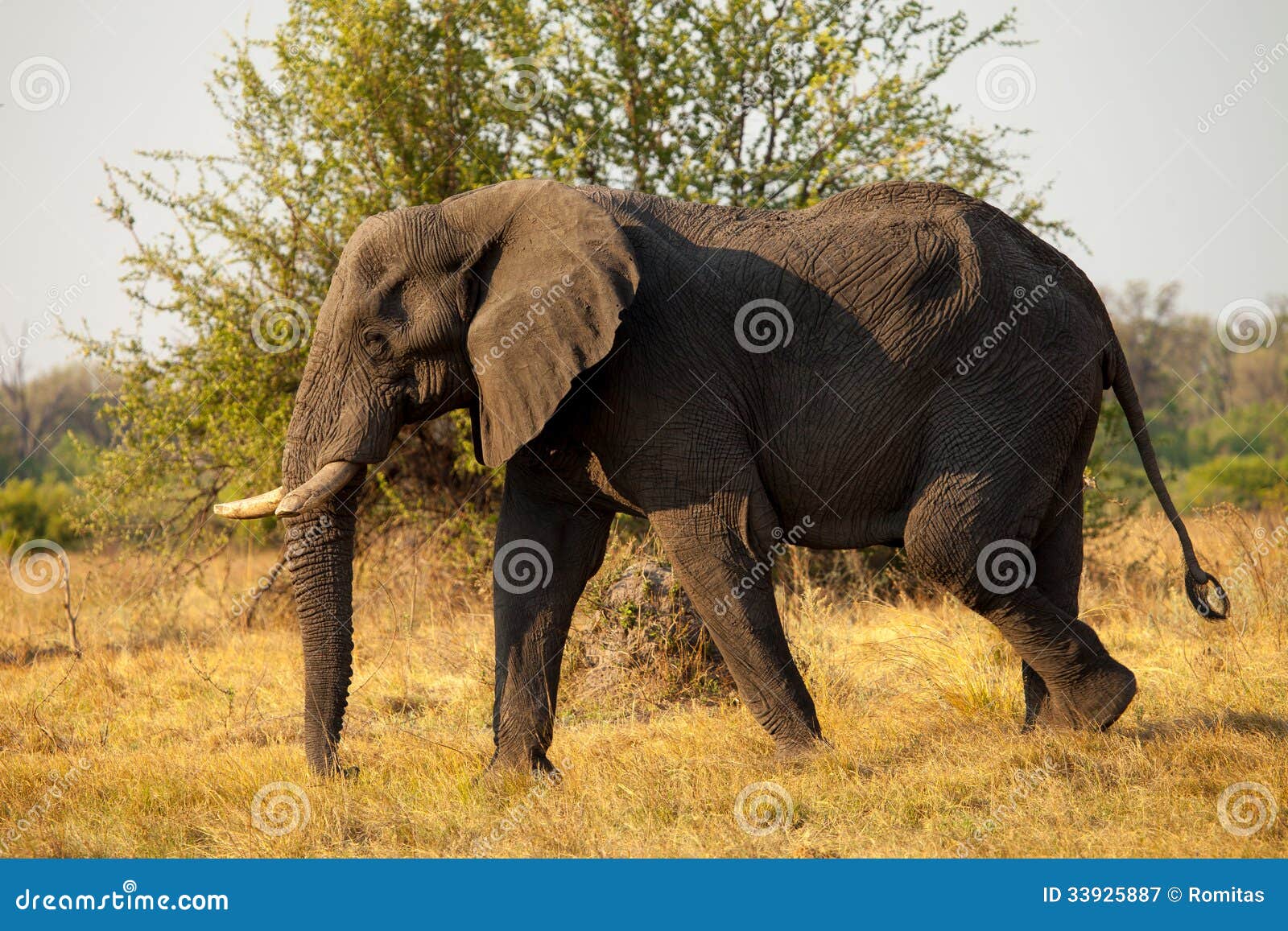 Stor afrikansk elefant fotografering för bildbyråer. Bild av grässlätt ...