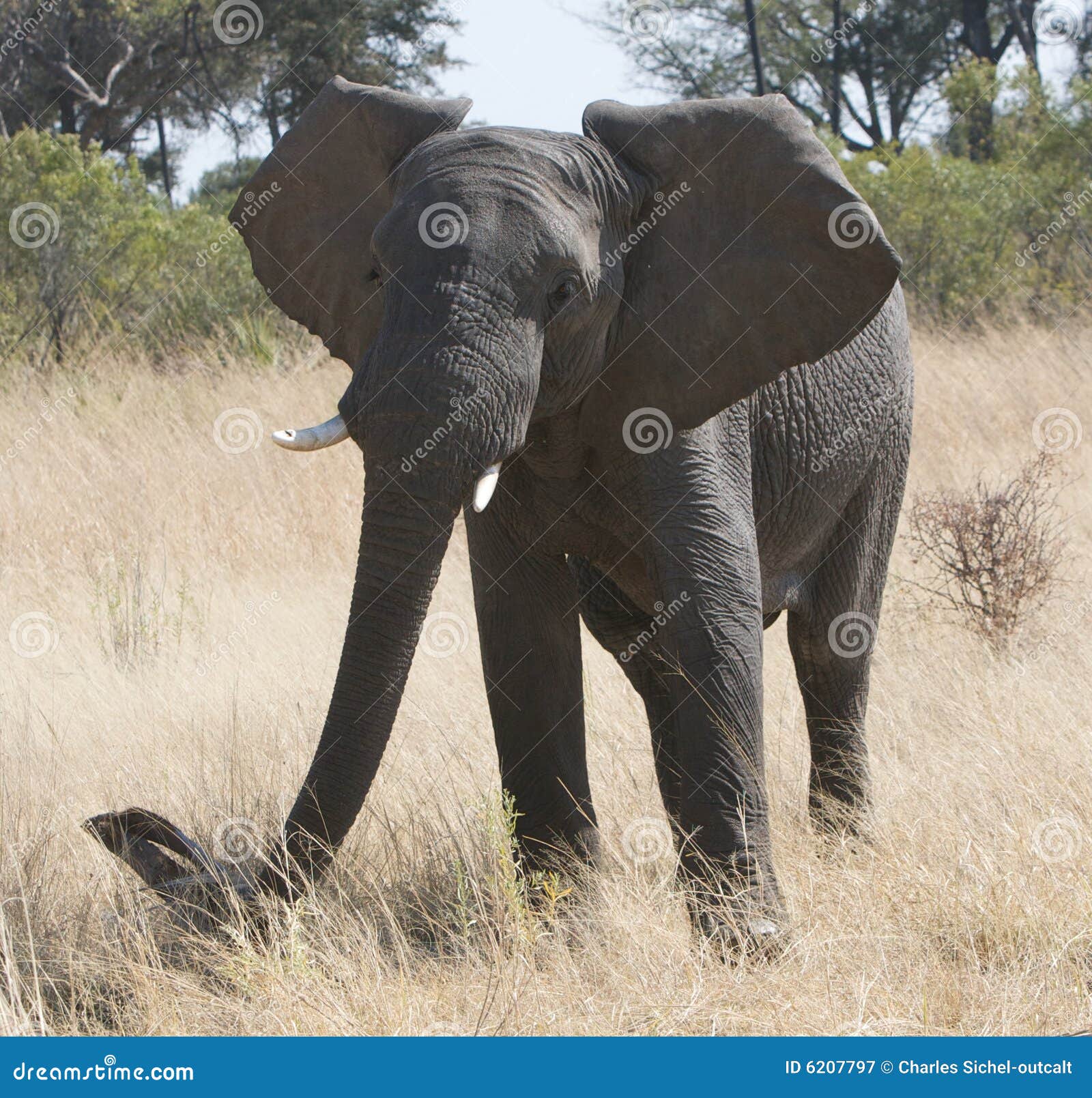 Stor afrikansk elefant fotografering för bildbyråer. Bild av natur ...