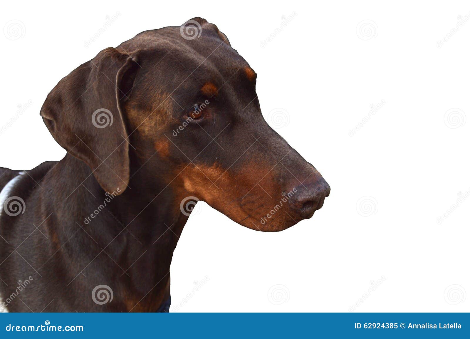 Stor brun hund fotografering för bildbyråer. Bild av odjur - 62924385