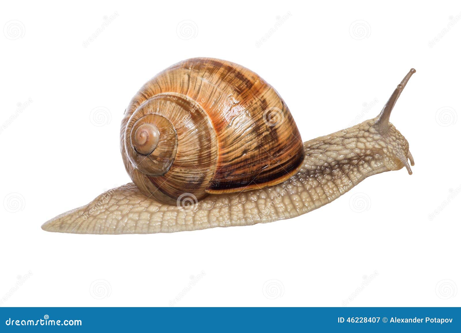 Stor brun snigel på vit fotografering för bildbyråer. Bild av vitt ...