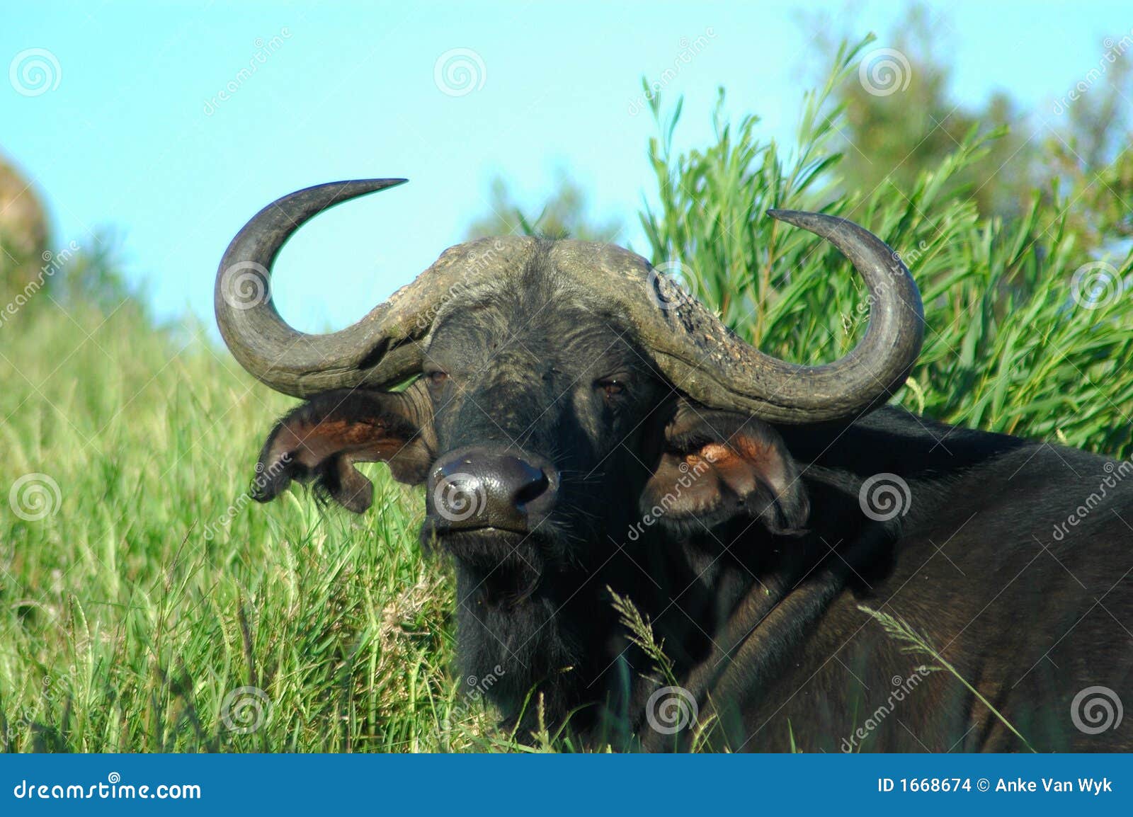Stor buffel arkivfoto. Bild av angus, namibia, kvinnlig - 1668674