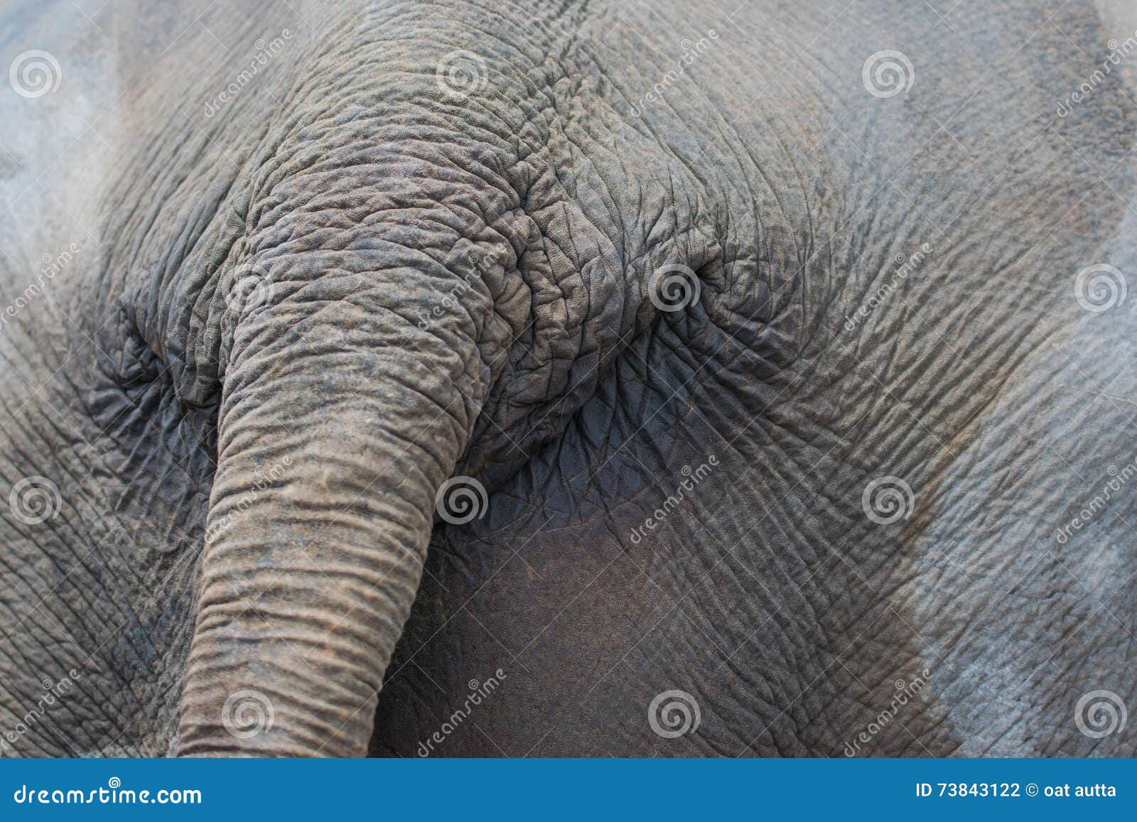 Stor Elefant Med Hans Svans Closeup Arkivfoto - Bild av textur, vild ...