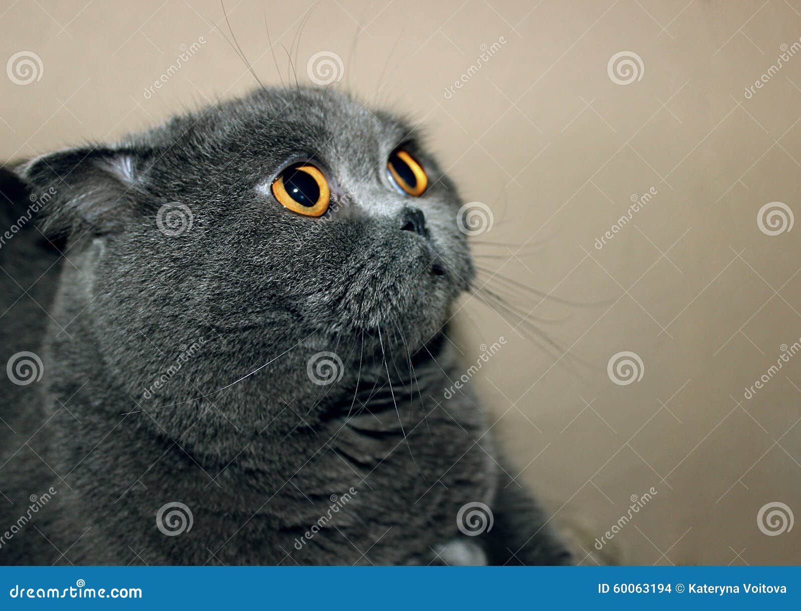 Stor fet katt arkivfoto. Bild av kisse, veck, kattunge - 60063194