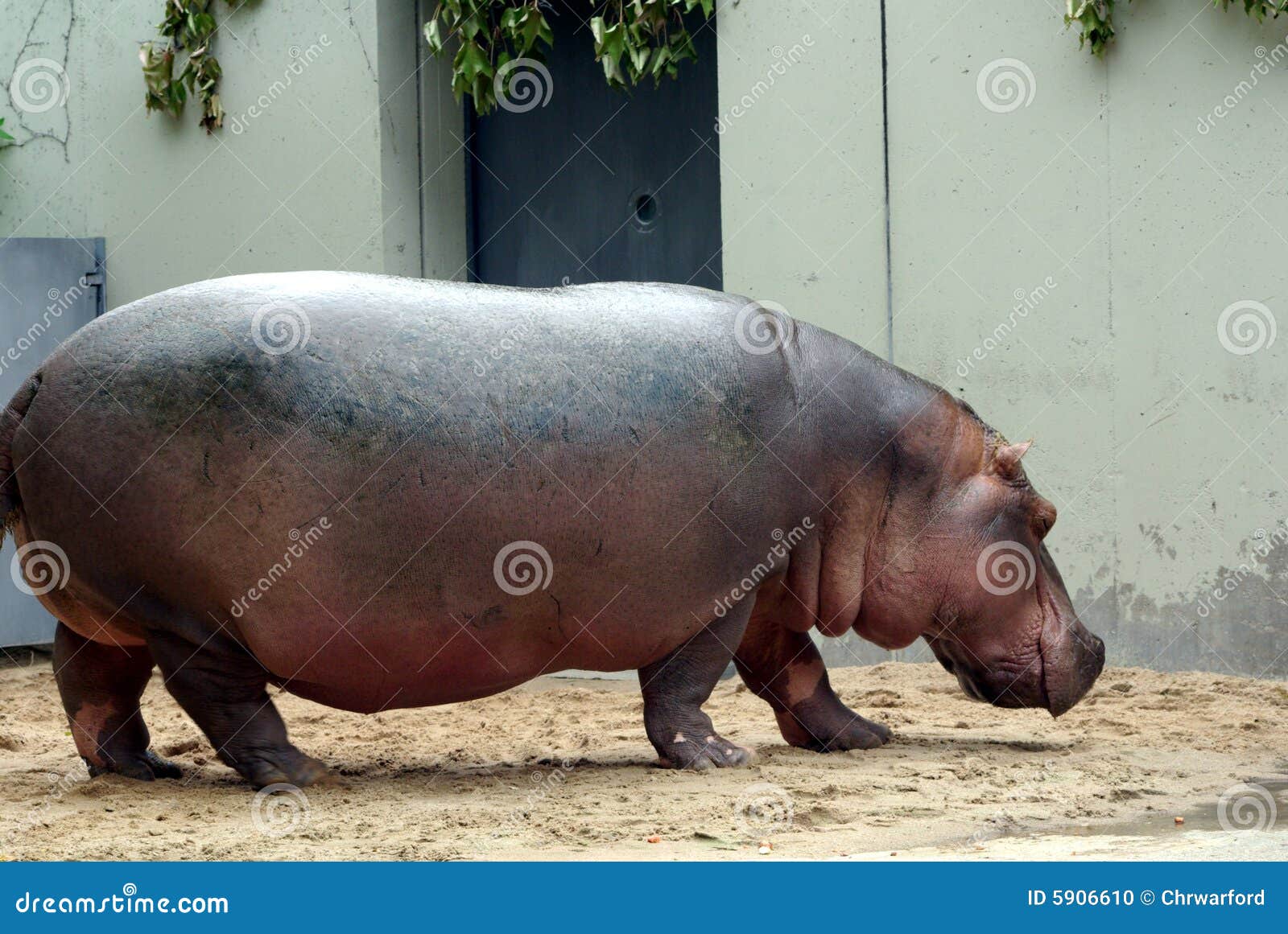 Stor flodhäst arkivfoto. Bild av sand, däggdjur, angus - 5906610