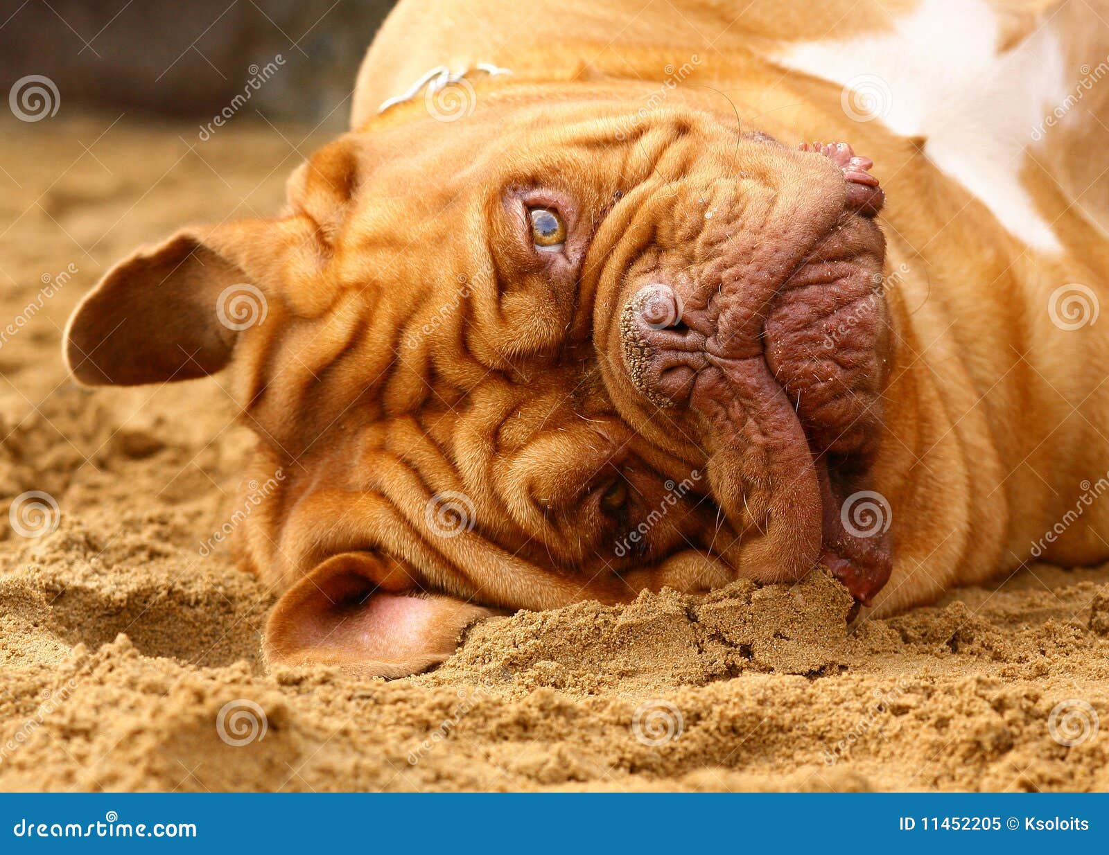 Stor hund fotografering för bildbyråer. Bild av rött - 11452205