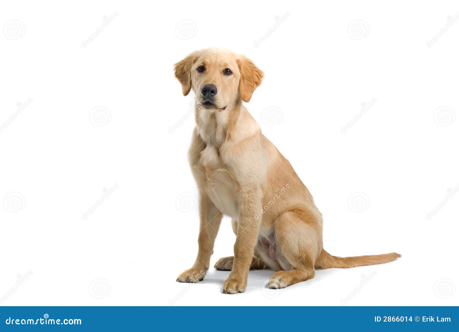 Stor hund arkivfoto. Bild av husdjur, päls, svan, angus - 2866014