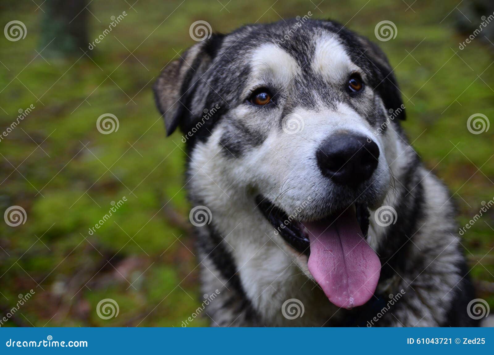 Stor hund fotografering för bildbyråer. Bild av husdjur - 61043721