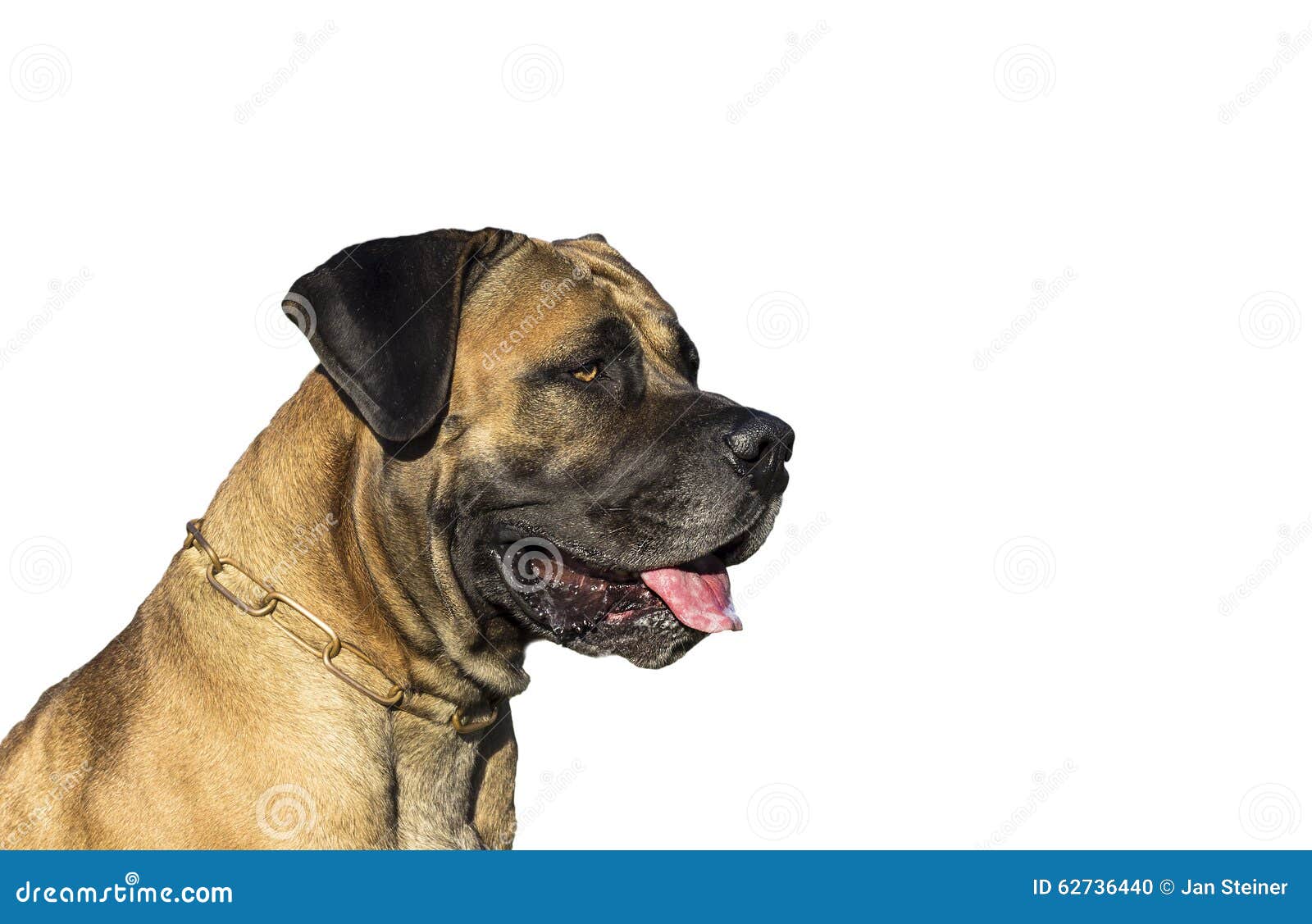 Stor hund Boerboel arkivfoto. Bild av jättelikt, husdjur - 62736440