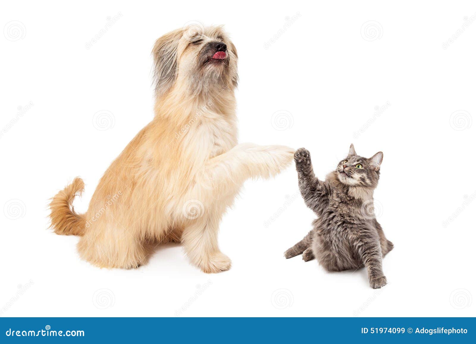 Stor Hund Och Lilla Cat High Five Fotografering för Bildbyråer - Bild ...