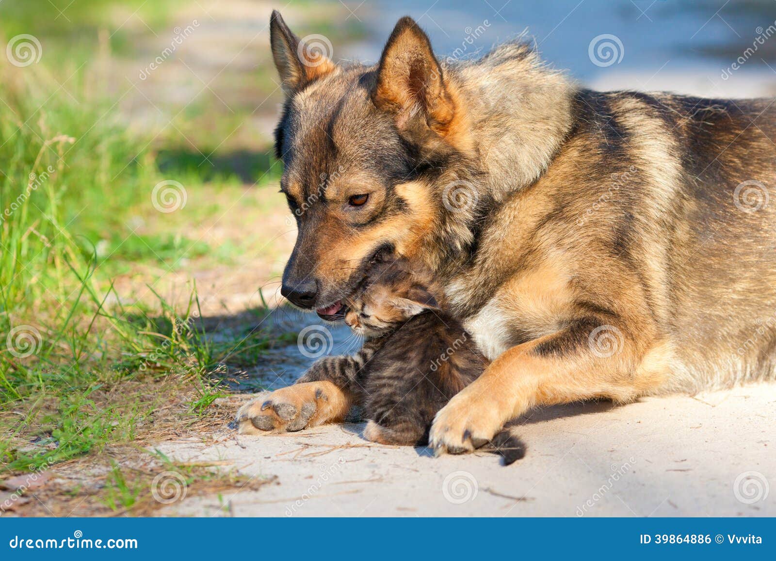 Stor Hund Och Liten Kattunge Arkivfoto - Bild av pott, förälskelse ...