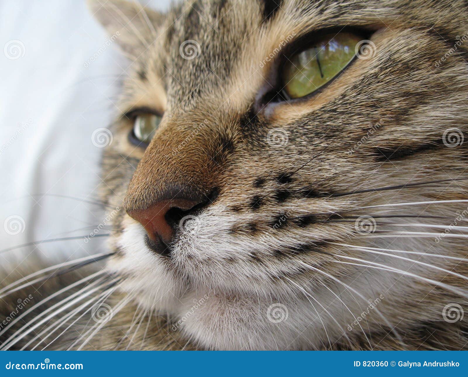 Stor katt arkivfoto. Bild av färg, abstrakt, sorg, medf8ort - 820360