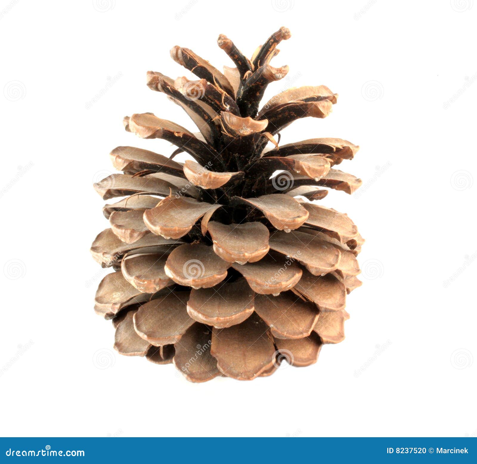 Stor kotte arkivfoto. Bild av skog, medf8ort, visare, störst - 8237520