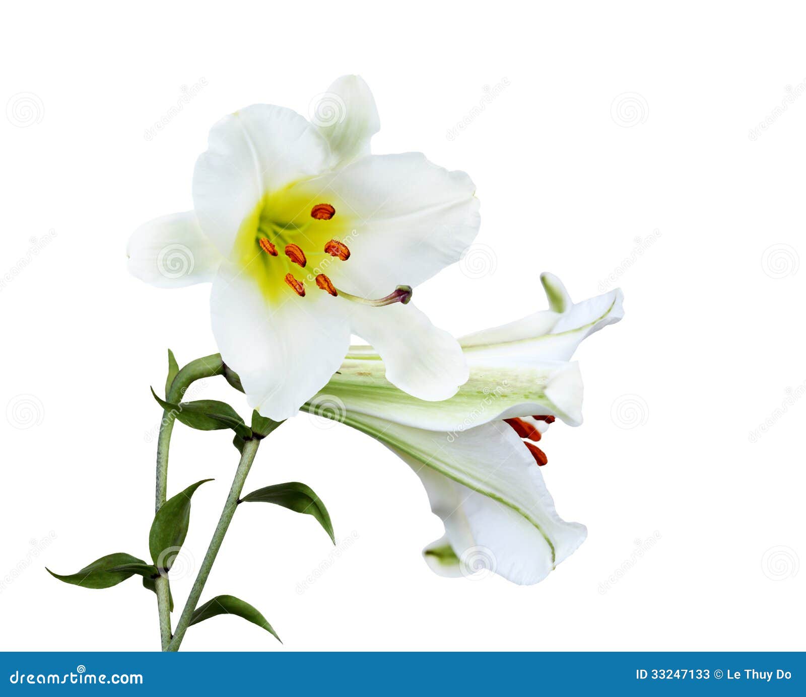 Stor lilja fotografering för bildbyråer. Bild av pistill - 33247133