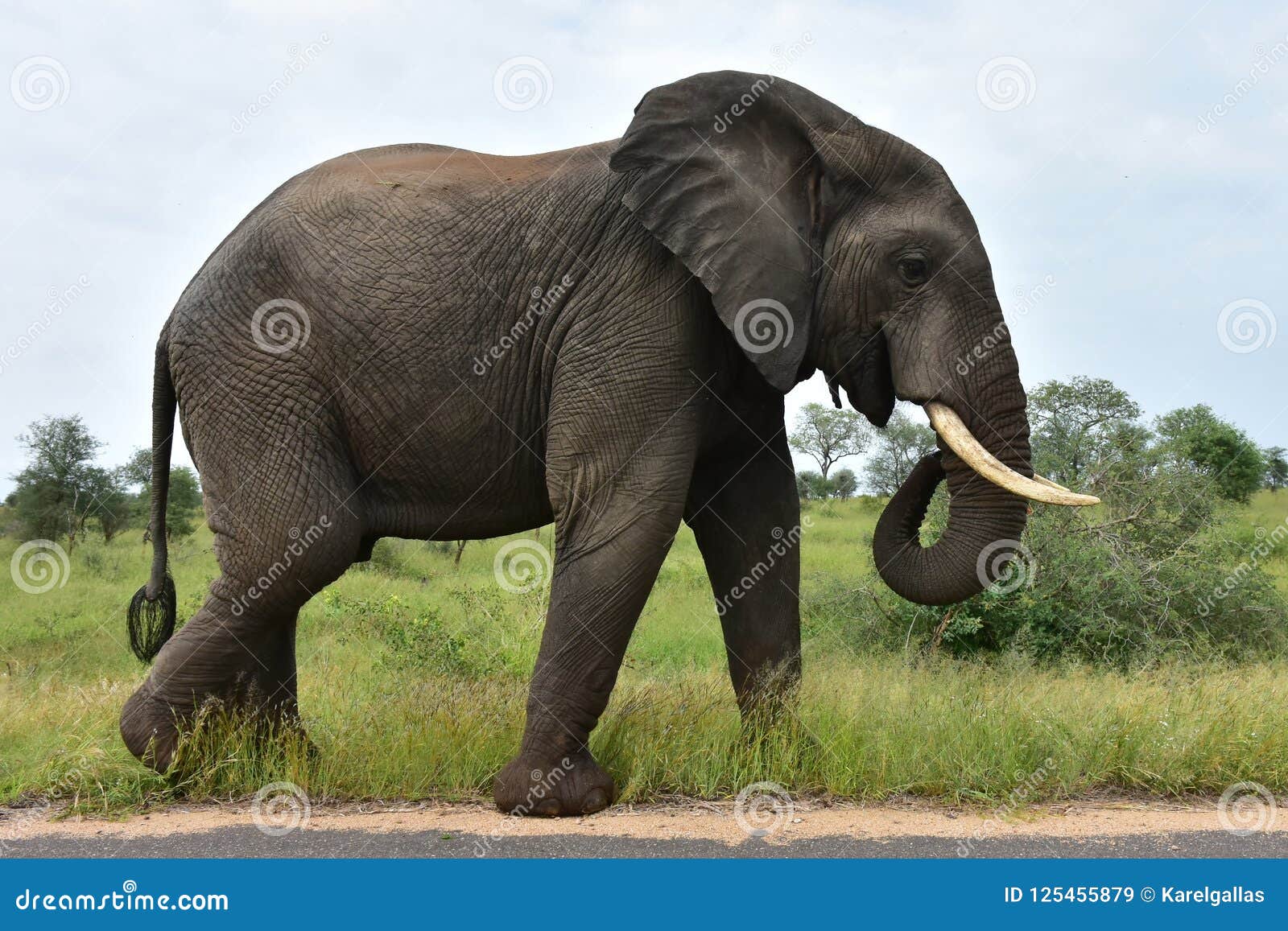 Stor Manlig Elefant I Afrikanskt Landskap Fotografering för Bildbyråer ...