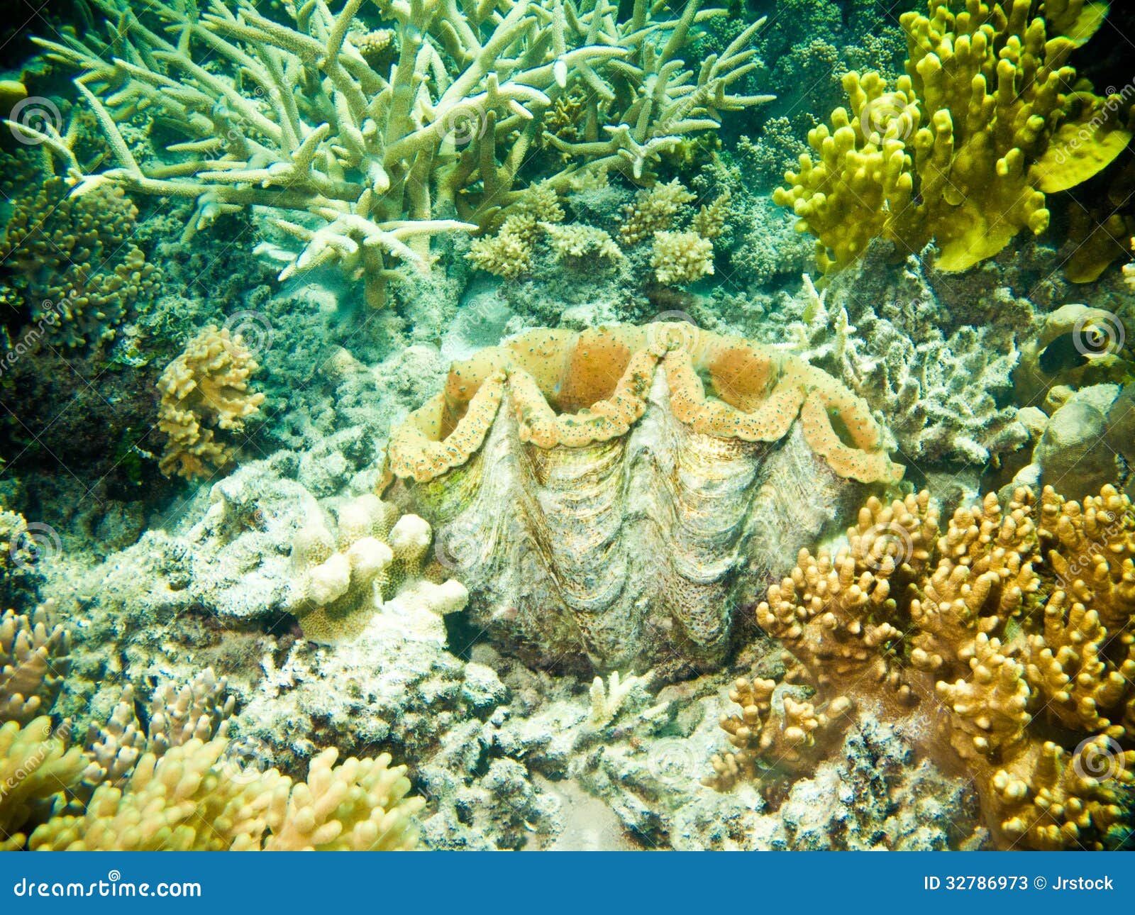 Stor Mussla Med Koraller Och Svampar Fotografering för Bildbyråer ...