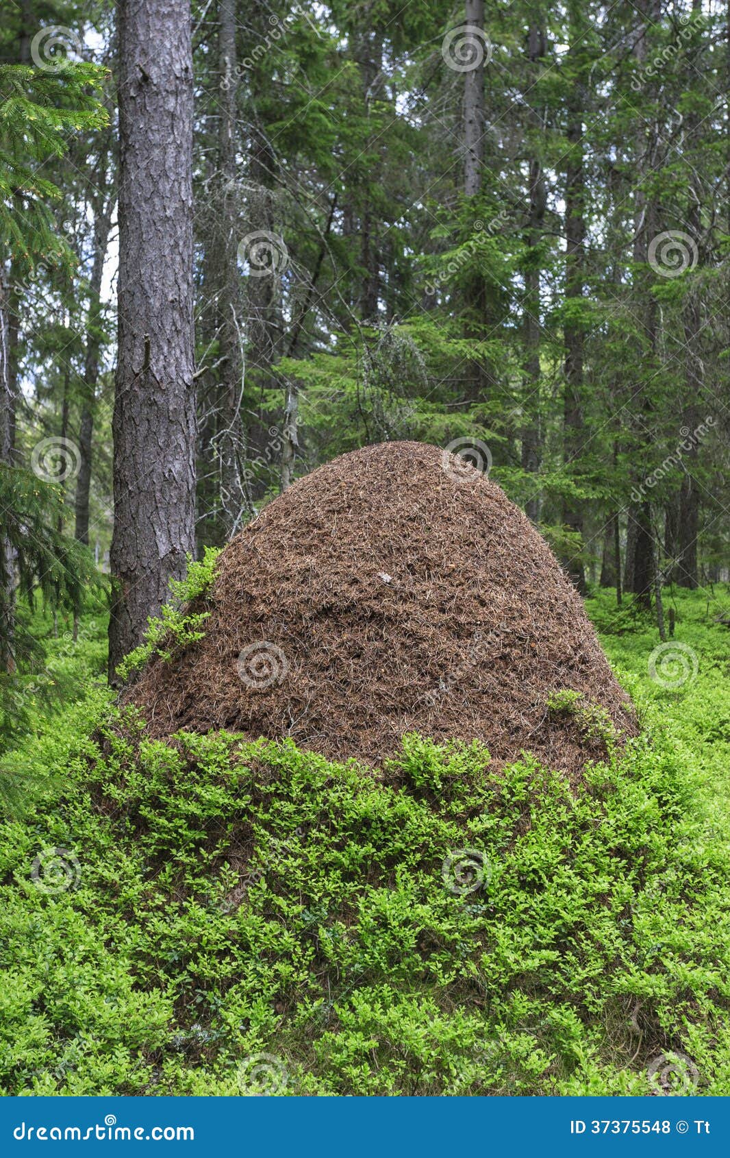 Stor myrstack arkivfoto. Bild av vildmark, stammar, sommar - 37375548