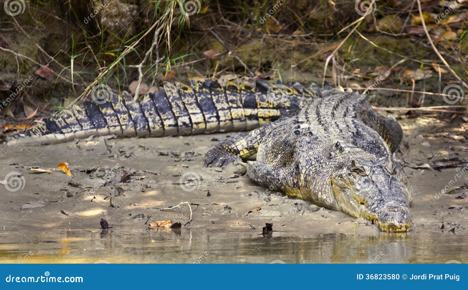 Stor saltvattens- krokodil arkivfoto. Bild av stort, angus - 36823580