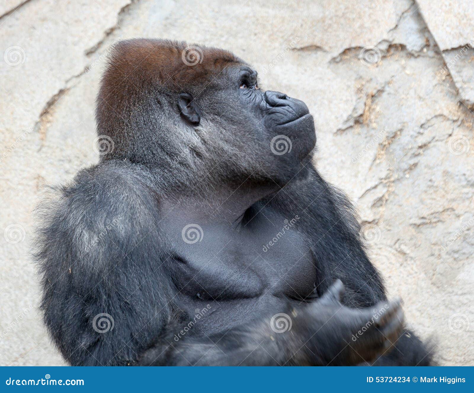 Stor silverbackgorilla arkivfoto. Bild av familj, hotad - 53724234