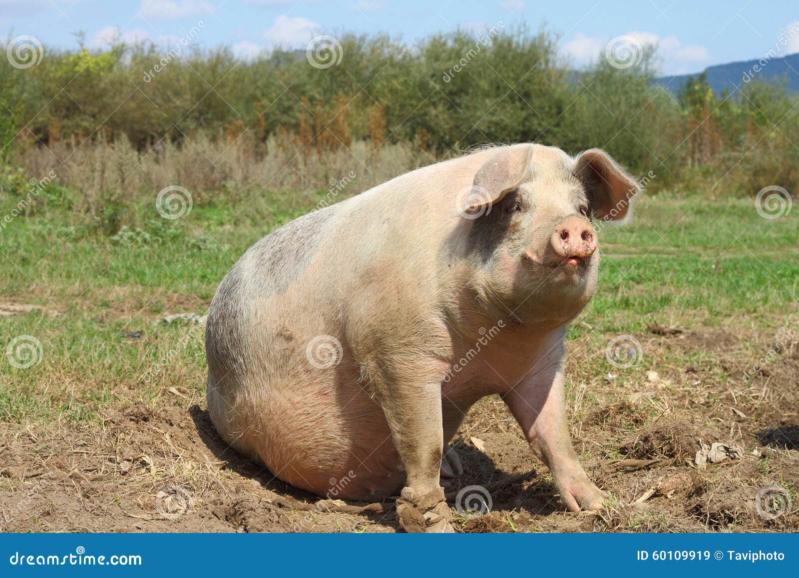 Stor sugga fotografering för bildbyråer. Bild av smutsigt - 60109919