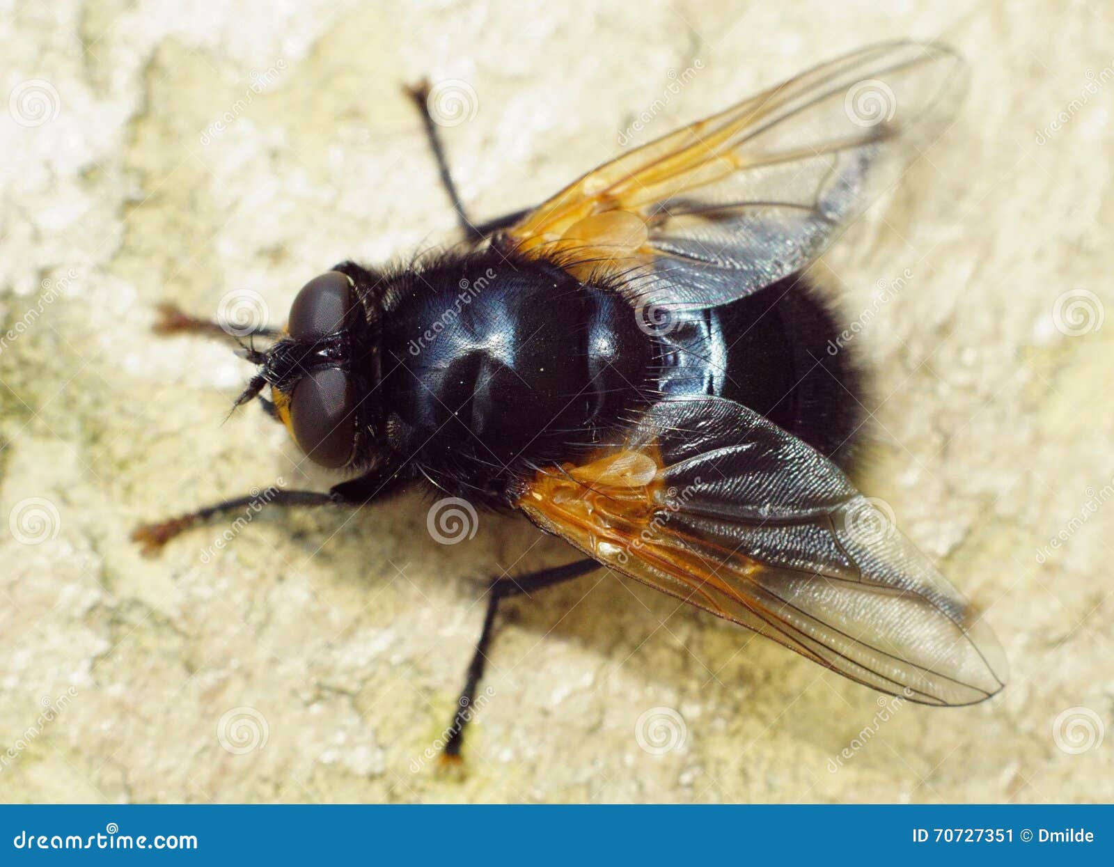 Stor Svart Fluga Med Guld- Vingar Fotografering för Bildbyråer - Bild ...