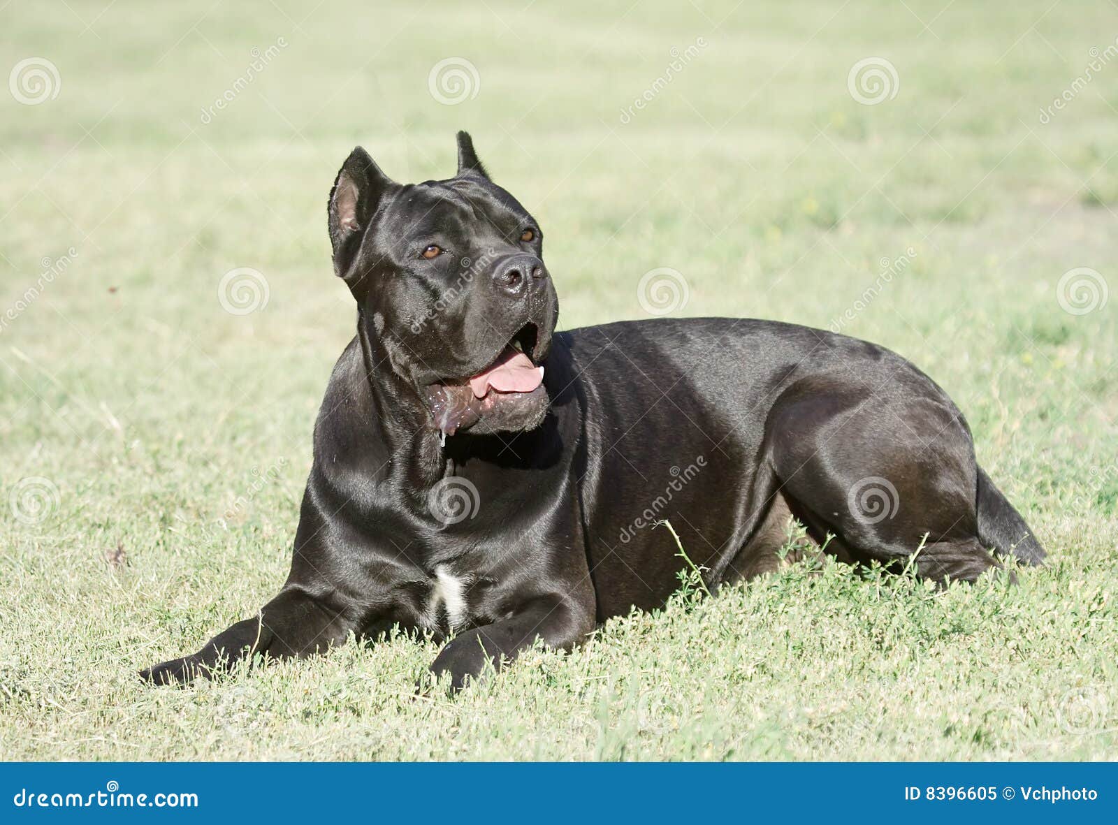 Stor svart hund fotografering för bildbyråer. Bild av anhydrous - 8396605