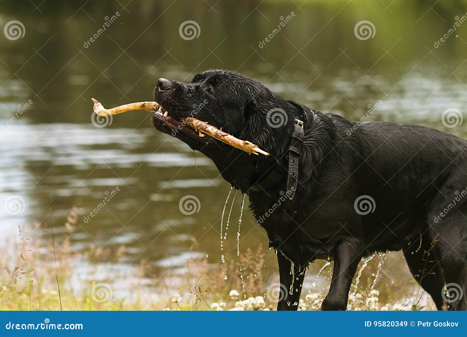 Stor svart hund labrador fotografering för bildbyråer. Bild av hämta ...