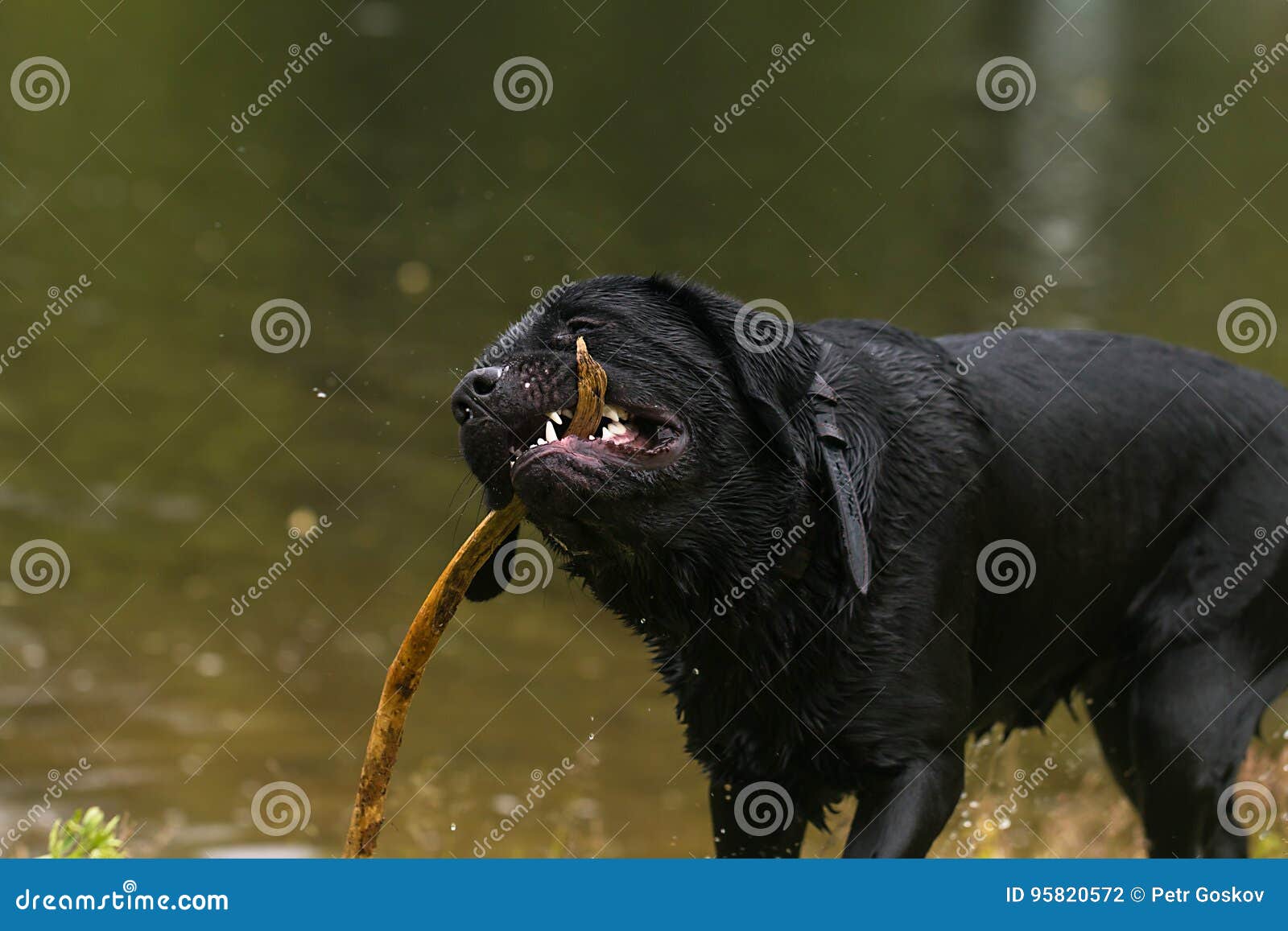 Stor svart hund labrador arkivfoto. Bild av hörntand - 95820572