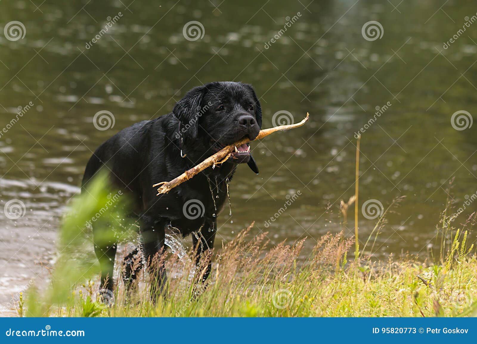 Stor svart hund labrador fotografering för bildbyråer. Bild av angus ...