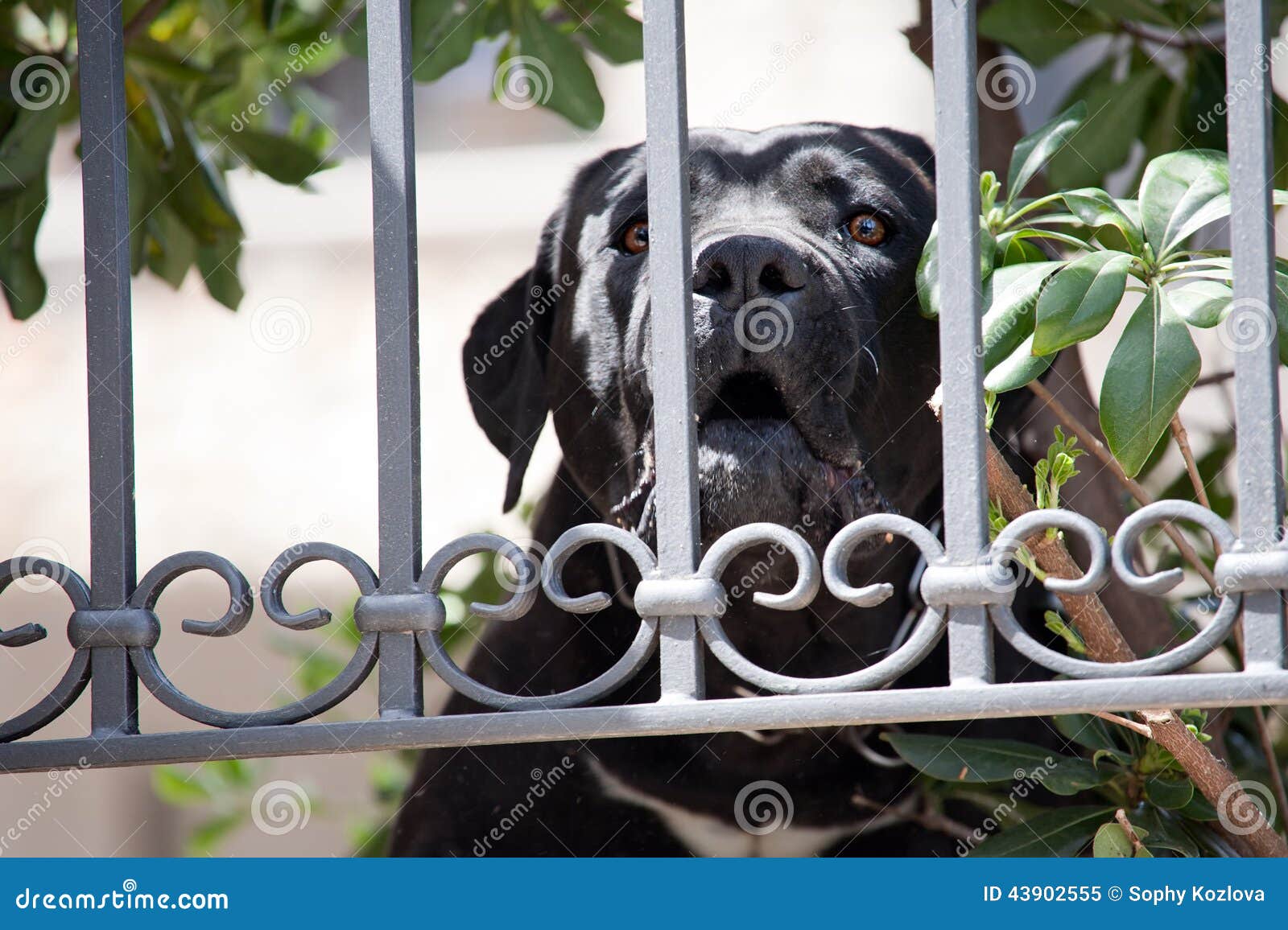 Stor svart labradorhund fotografering för bildbyråer. Bild av bevara ...