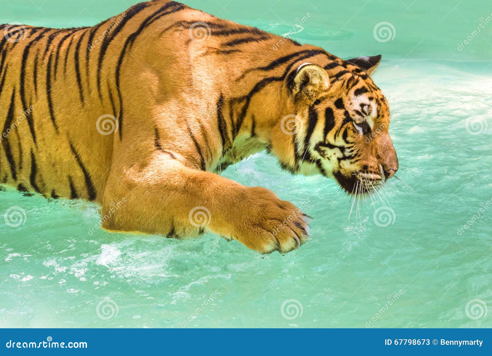 Stor tiger i vatten fotografering för bildbyråer. Bild av randigt ...