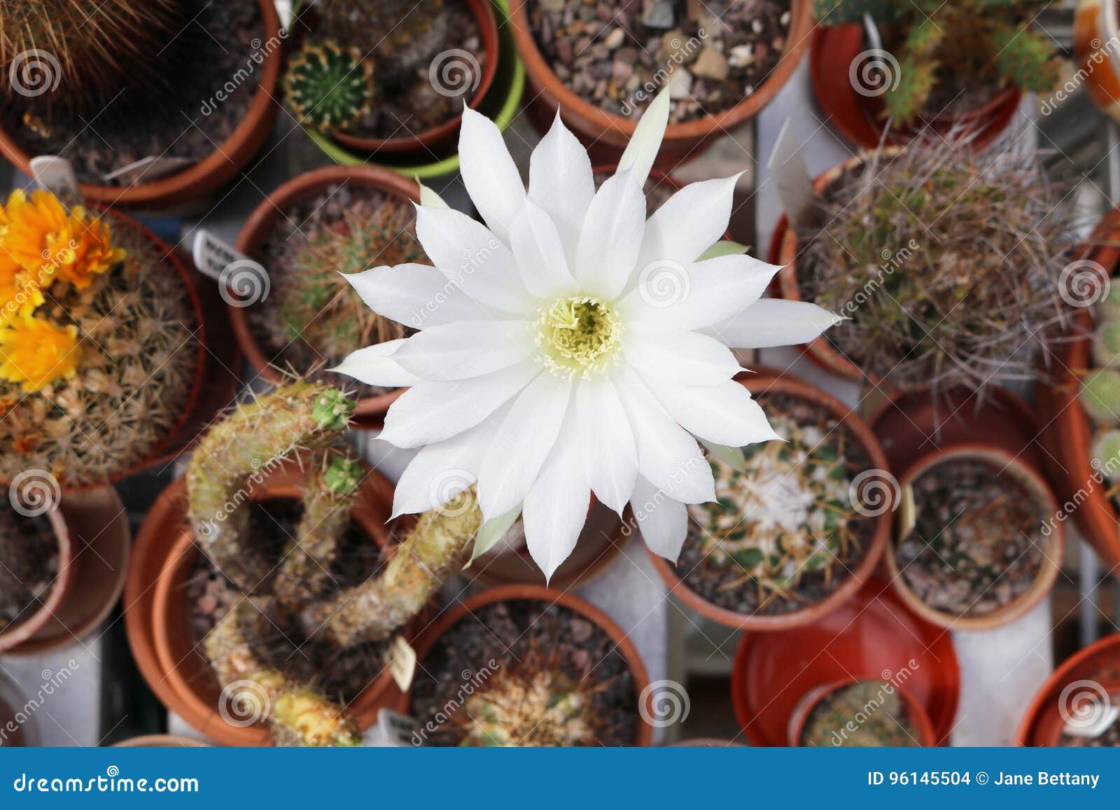 Stor Vit Blomma På En Echinopsiskaktus Arkivfoto - Bild av växt ...