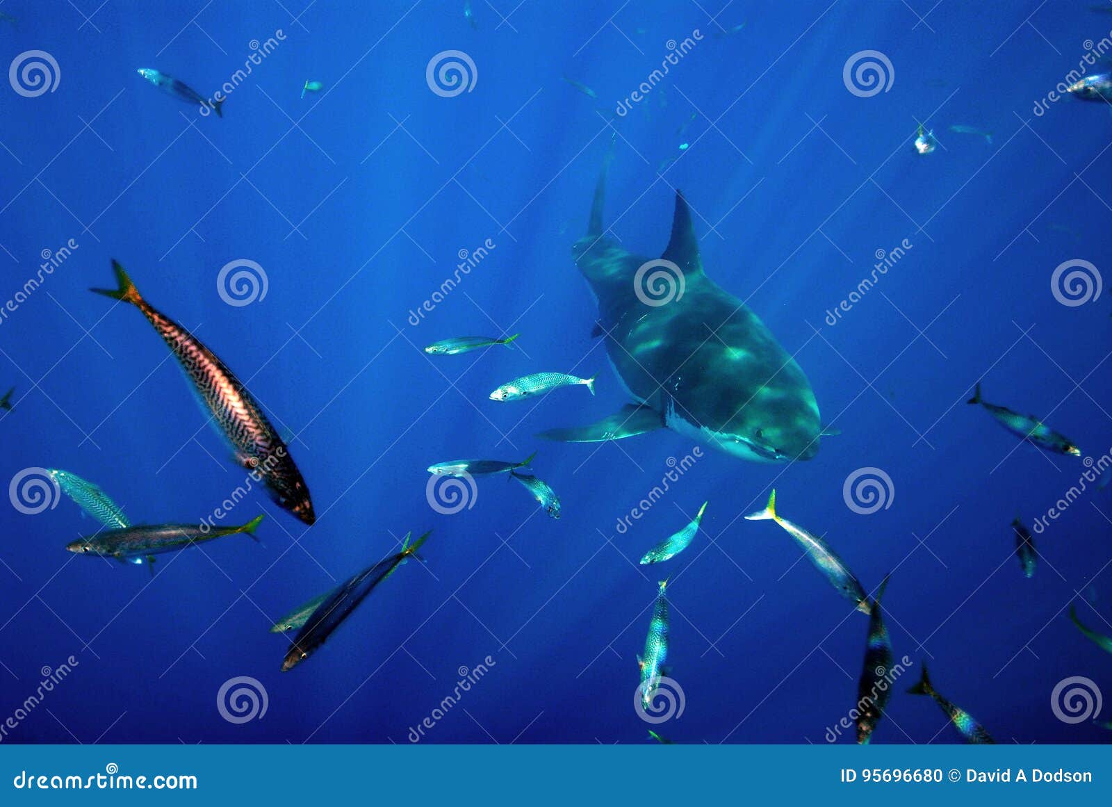 Stor Vit Haj, Guadalupe Island, Mexico Arkivfoto - Bild av tänder, fisk ...