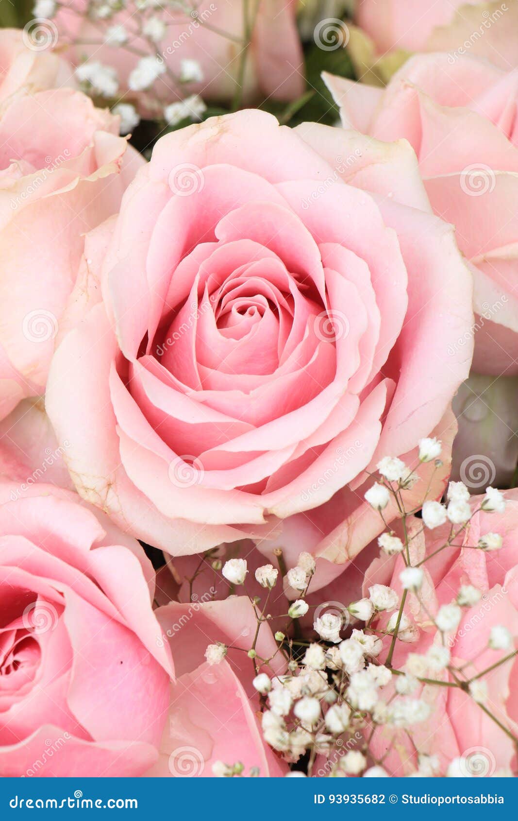 Stora rosa rosor arkivfoto. Bild av natur, blomma, dekorativt - 93935682