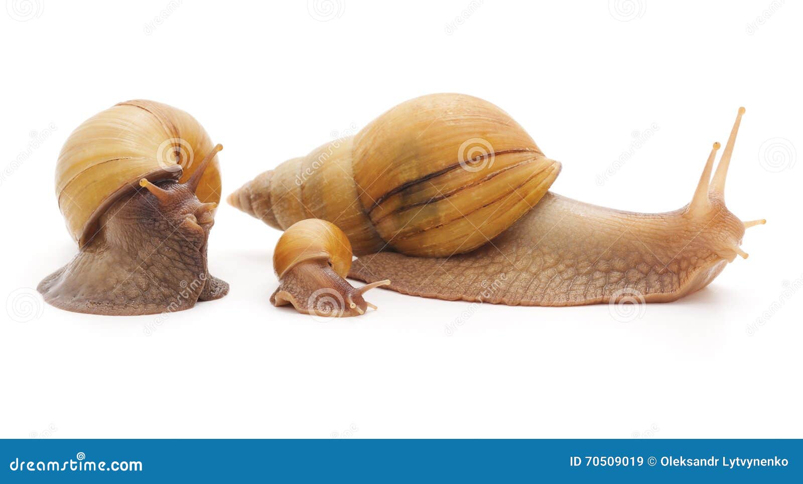 Stora Sniglar Med Den Lilla Snigeln Fotografering för Bildbyråer - Bild ...