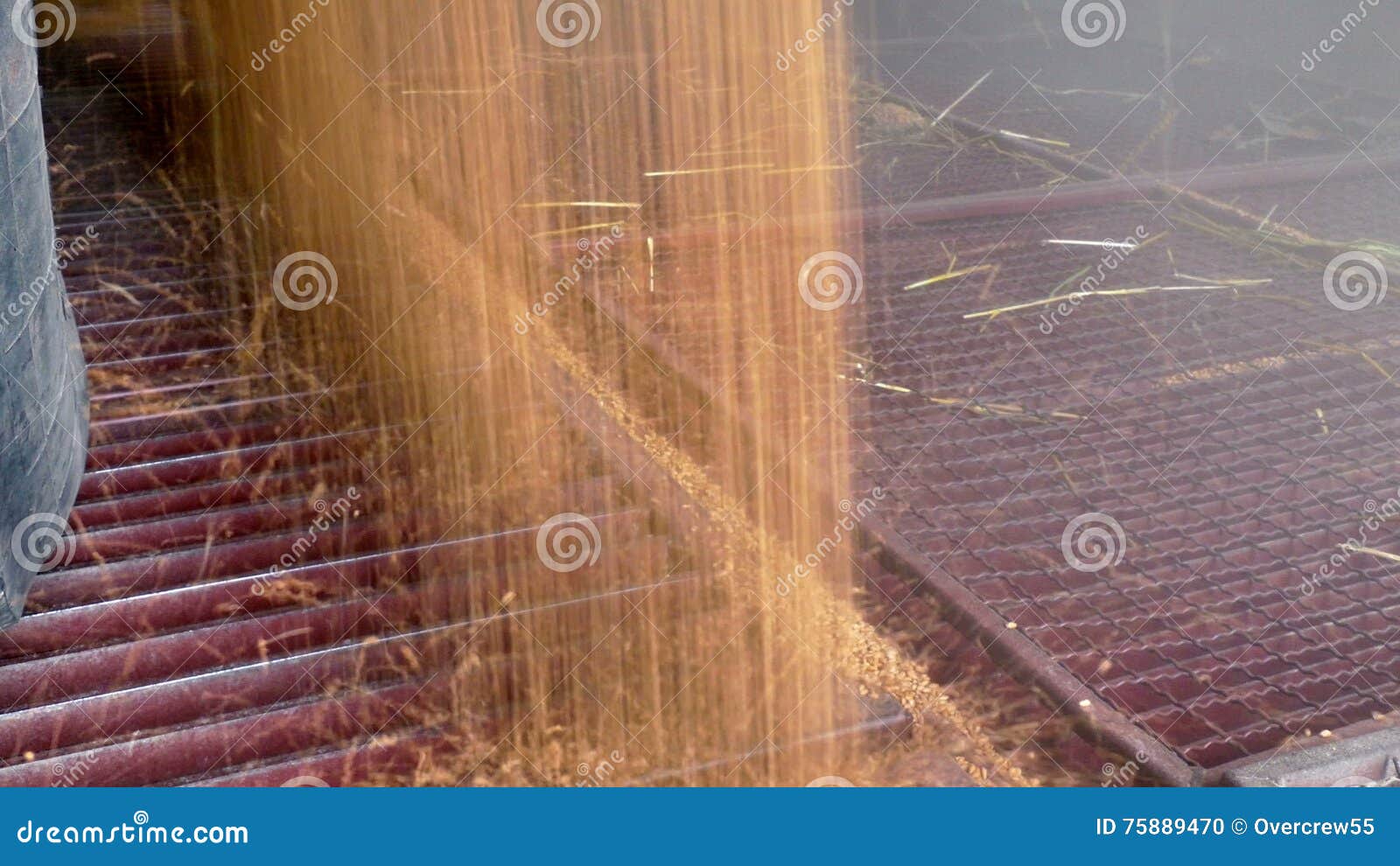 Storage of Cereals after Harvest Stock Footage - Video of falling, corn ...