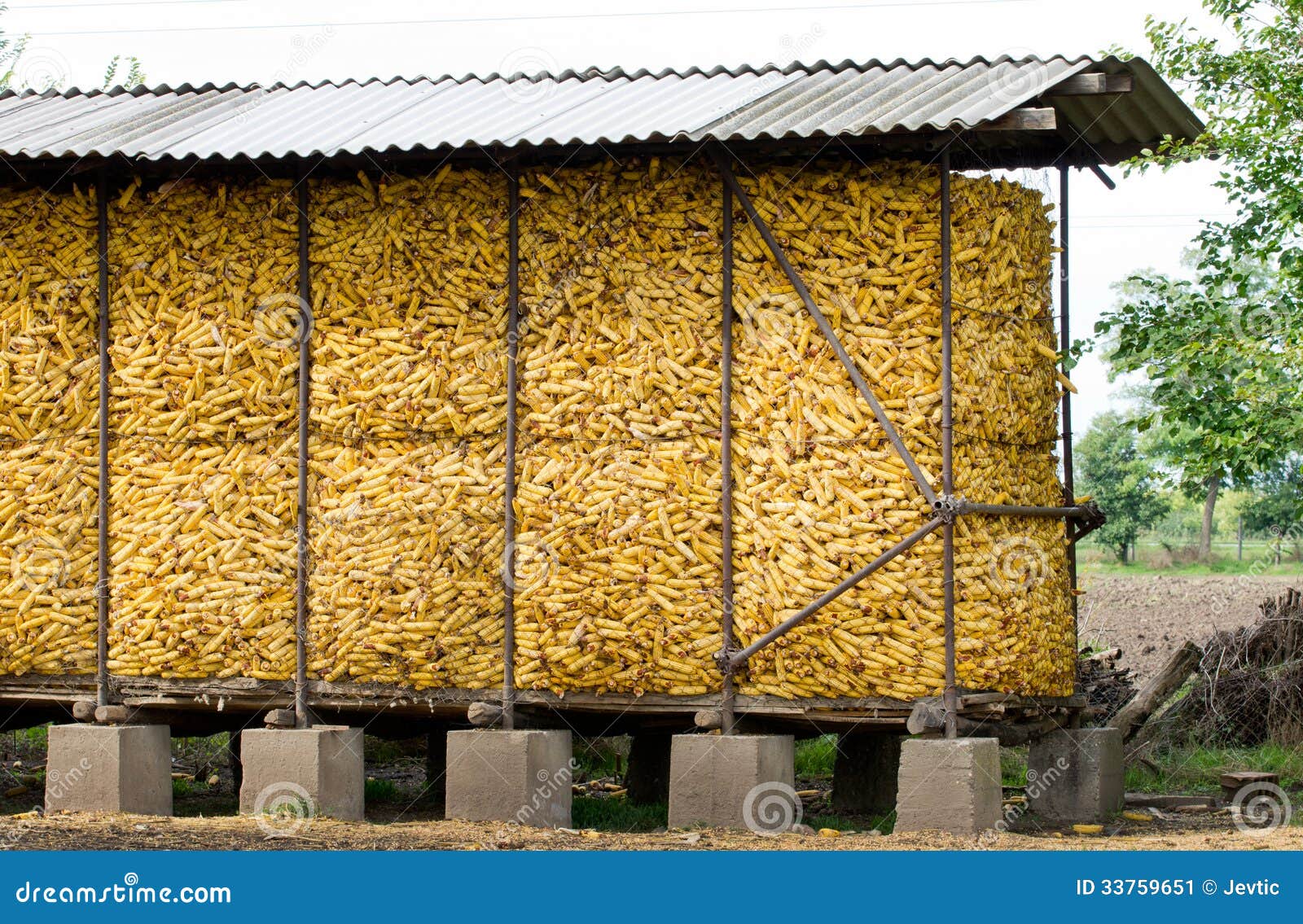 Storage for corncobs stock image. Image of agricultural - 33759651