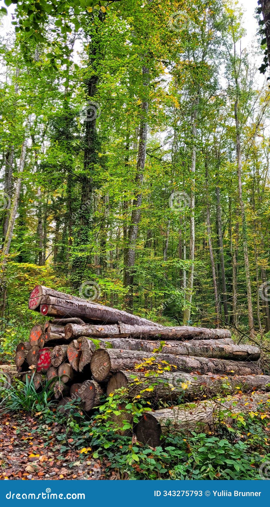 A Storage of Firewood in the Forest Against the Backdrop of Tall Trees ...