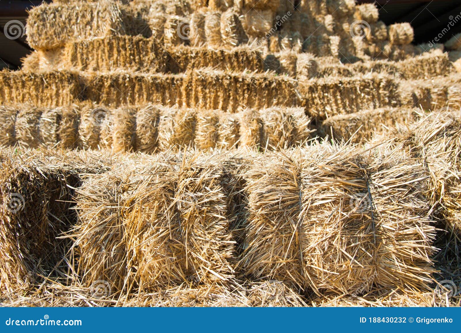 Storage with Piles of Stacks of Hay Stock Photo - Image of stack, straw ...