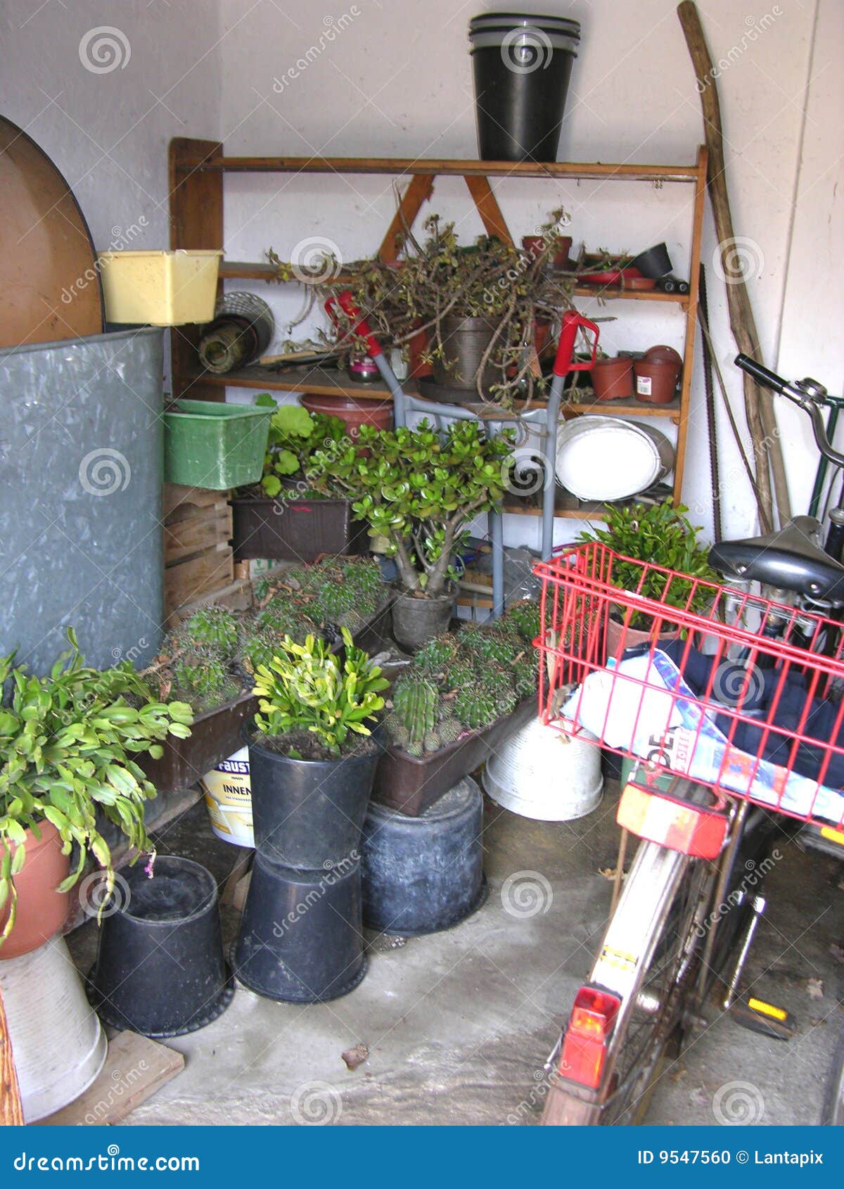 A Storage Room for Overwintering Plants Stock Photo - Image of store ...
